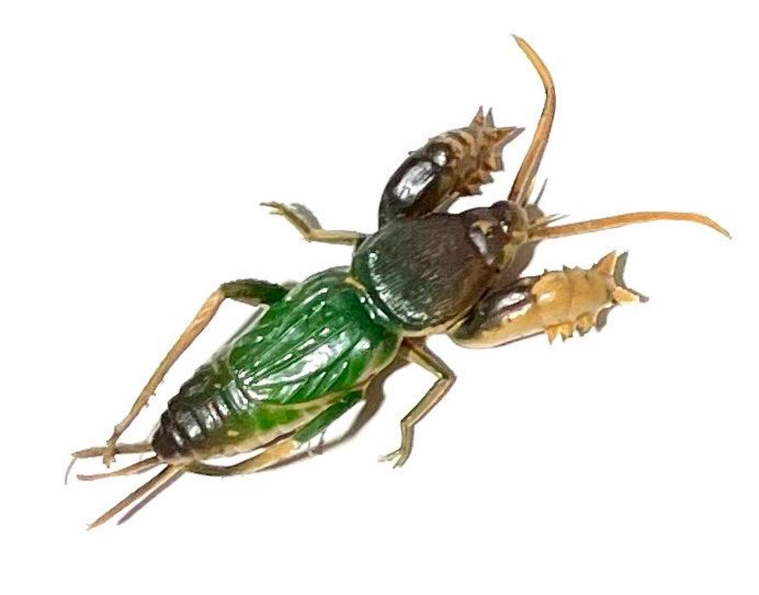 1974 Bug-a-boo Imperial Brand Rubber Toy Machine Bug Design 3 - Etsy