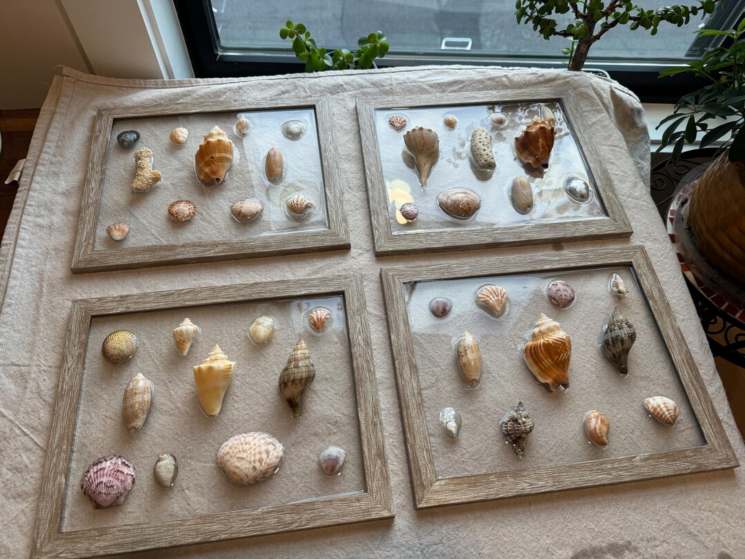 Framed Seashells - Etsy