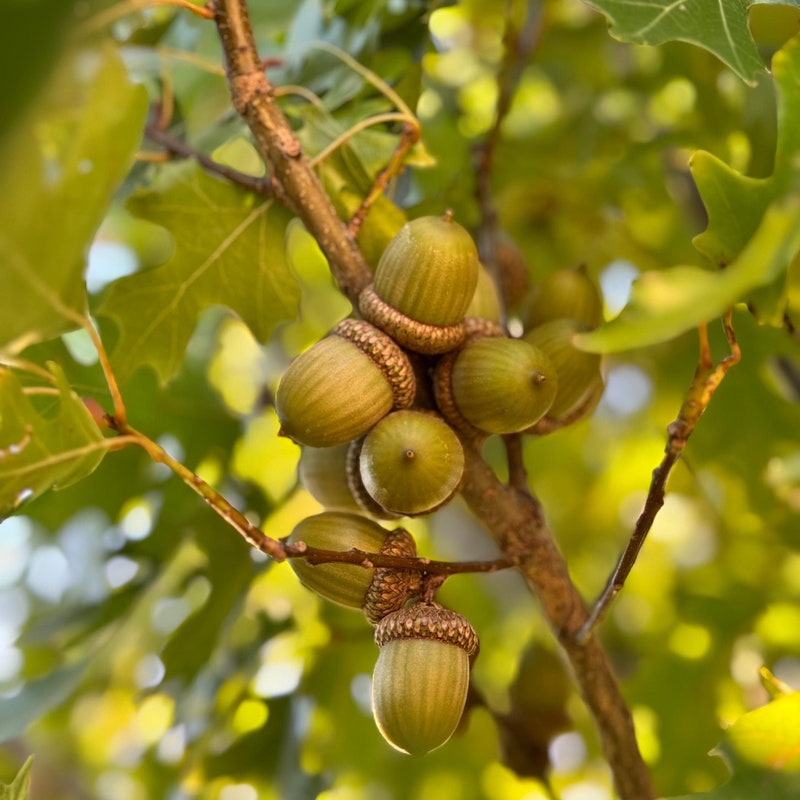 Acorn Oak Tree - Etsy