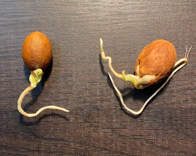 2 Sprouted Spanish Lime Seeds - Etsy
