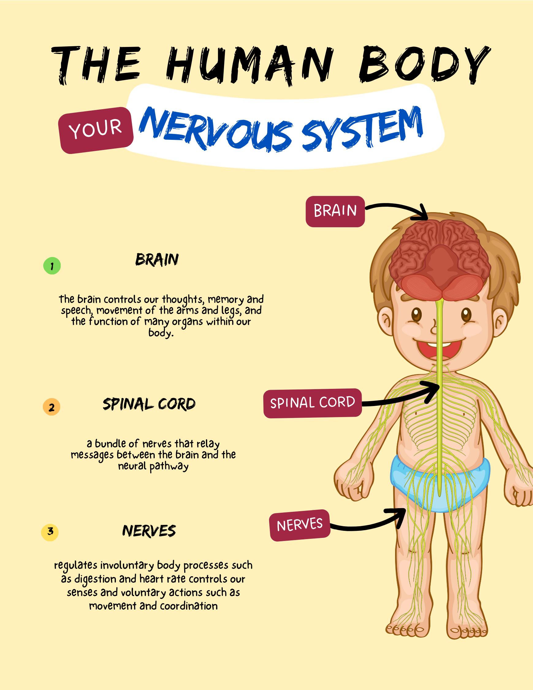 Human Body Anatomy Workbook for Kids (digital Download) - Etsy