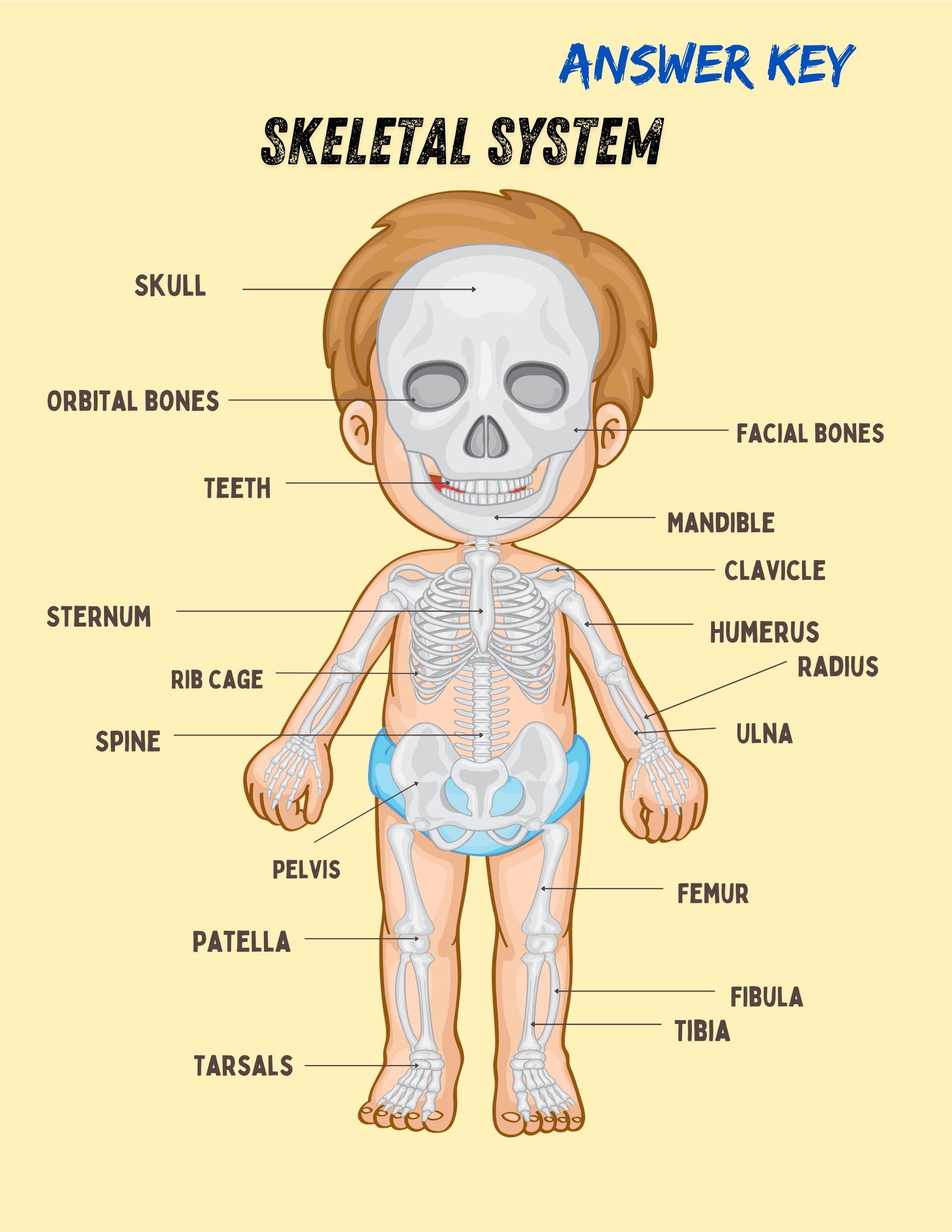 Human Body Anatomy Workbook for Kids (digital Download) - Etsy