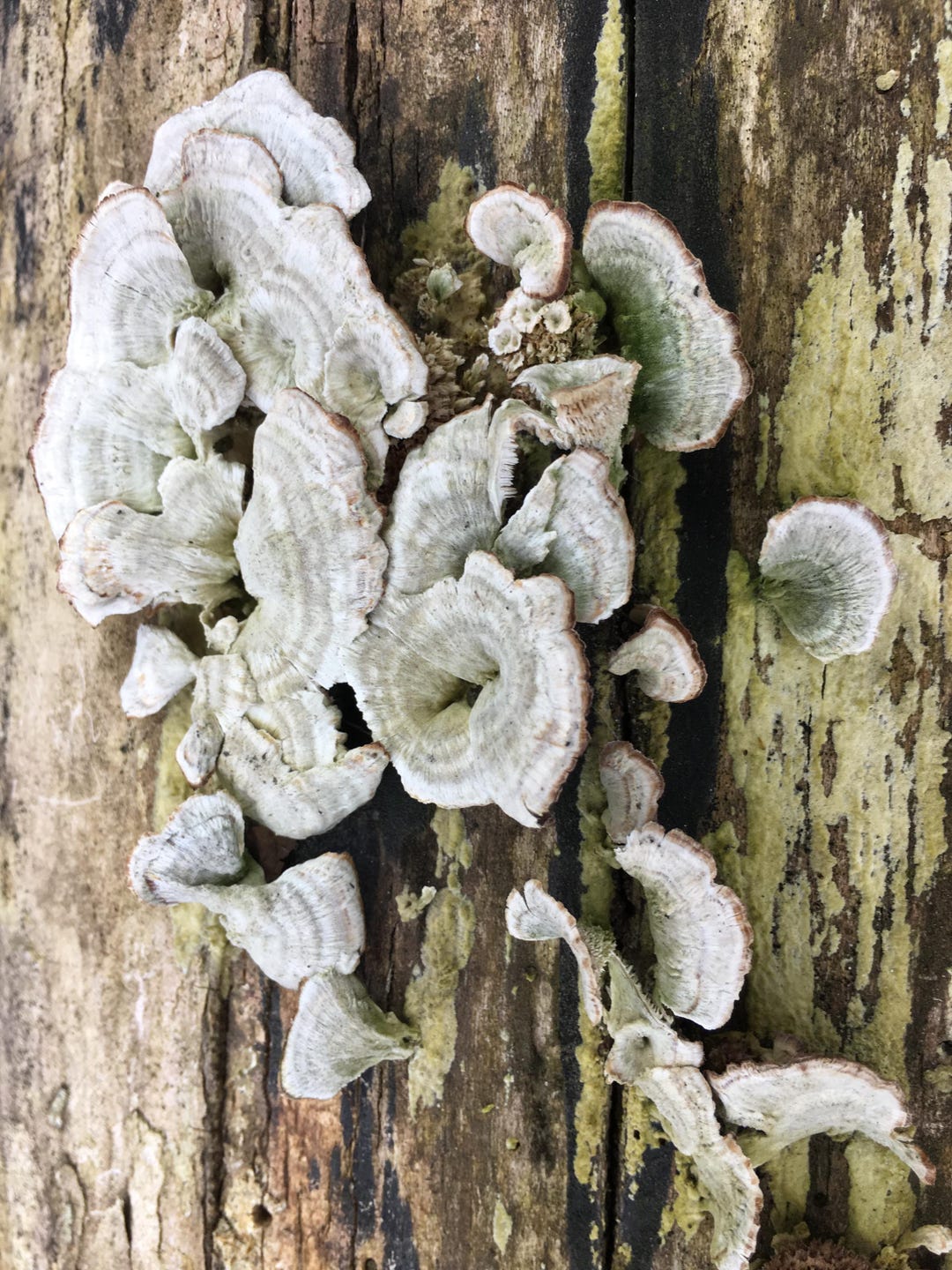 Tree-shroom - Etsy