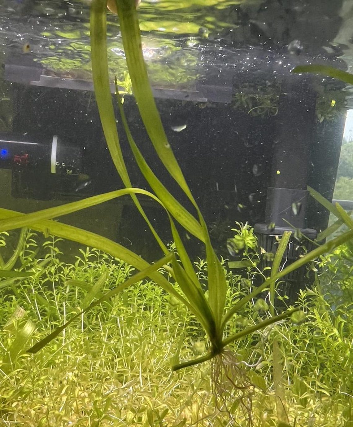 Italian (vallisneria Spiralis) Aquatic Plant - Etsy