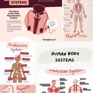 Human Body Systems Powerpoint Presentation: School Project (PDF Files ...