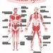 Human Body Systems Powerpoint Presentation: School Project (PDF Files ...