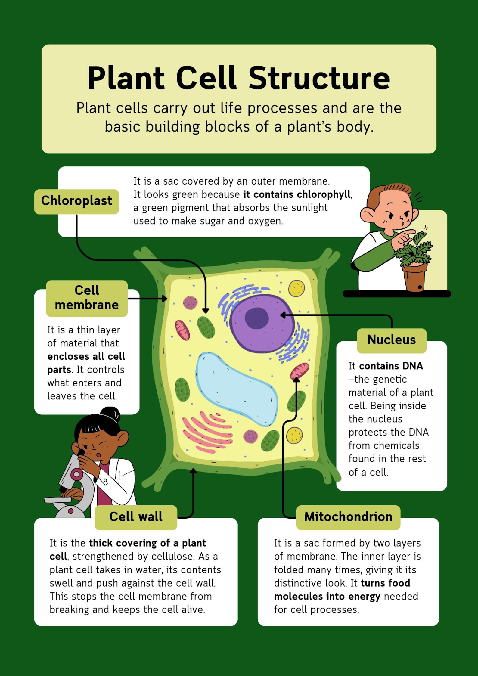 The Plant Cell and Animal Cell | Powerpoint Presentation | School ...