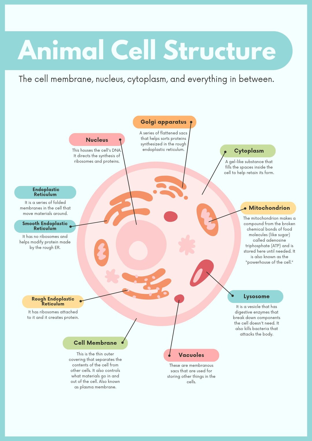 The Plant Cell and Animal Cell | Powerpoint Presentation | School ...