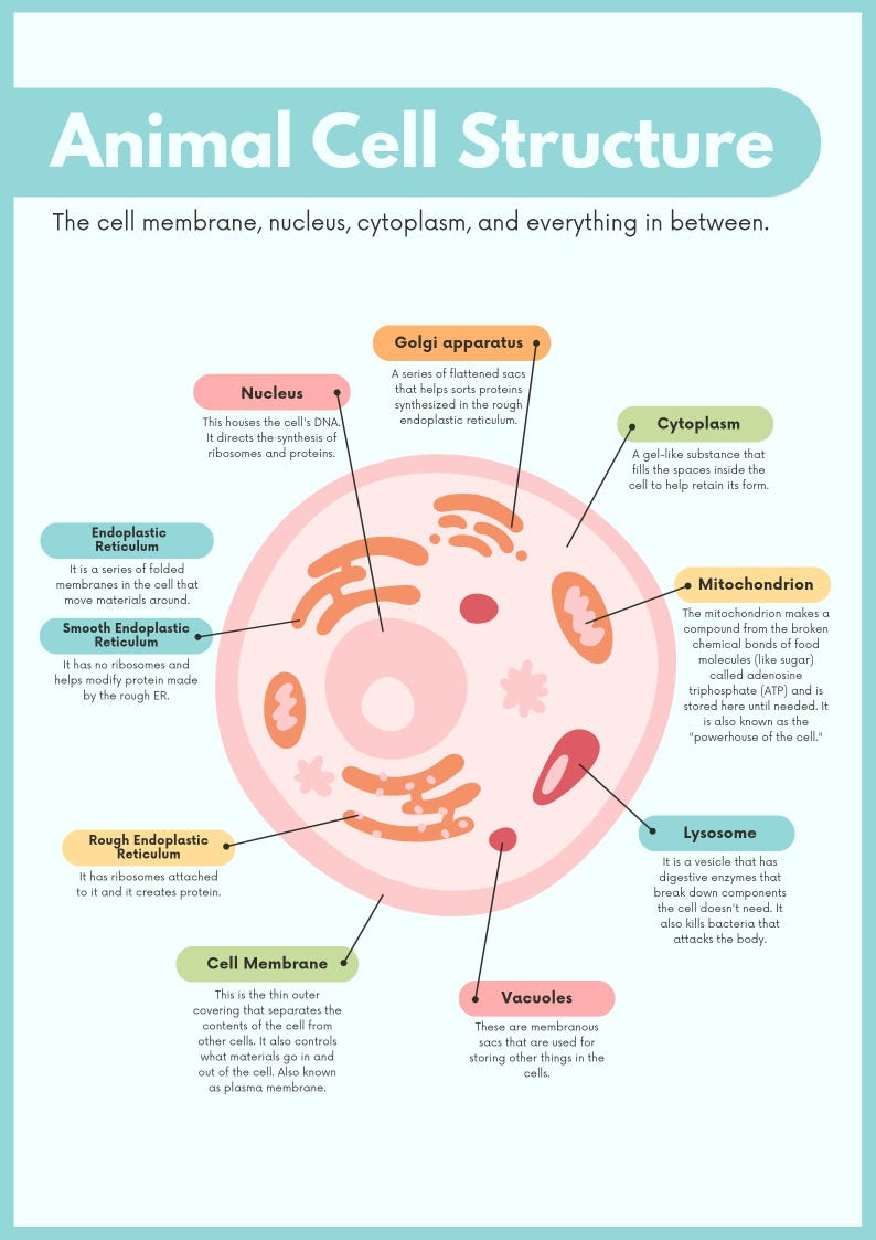 The Plant Cell and Animal Cell | Powerpoint Presentation | School ...