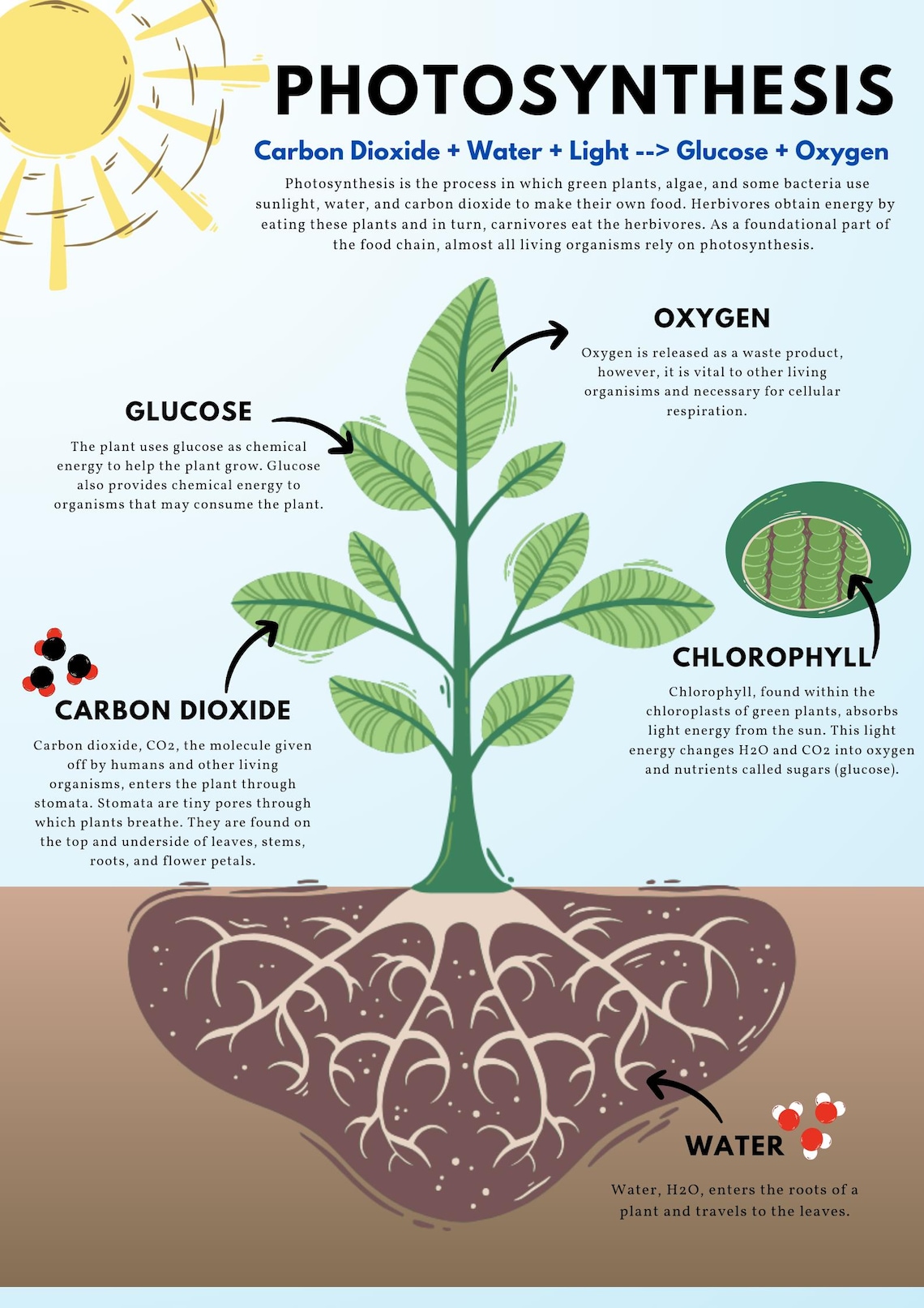 The Plant Process : Photosynthesis, Respiration and Transpiration ...