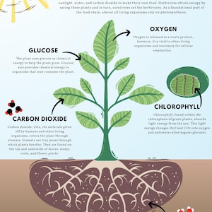 The Plant Process : Photosynthesis, Respiration and Transpiration ...