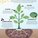 The Plant Process : Photosynthesis, Respiration and Transpiration ...
