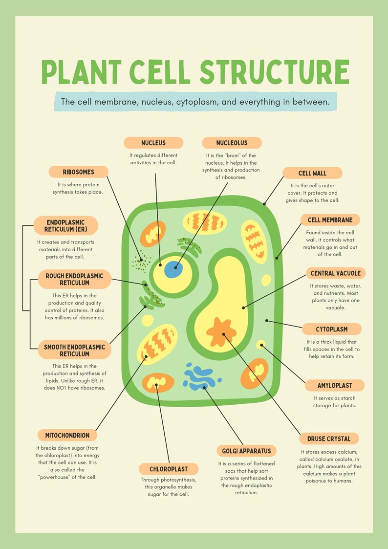 The Plant Cell and Animal Cell | Powerpoint Presentation | School ...