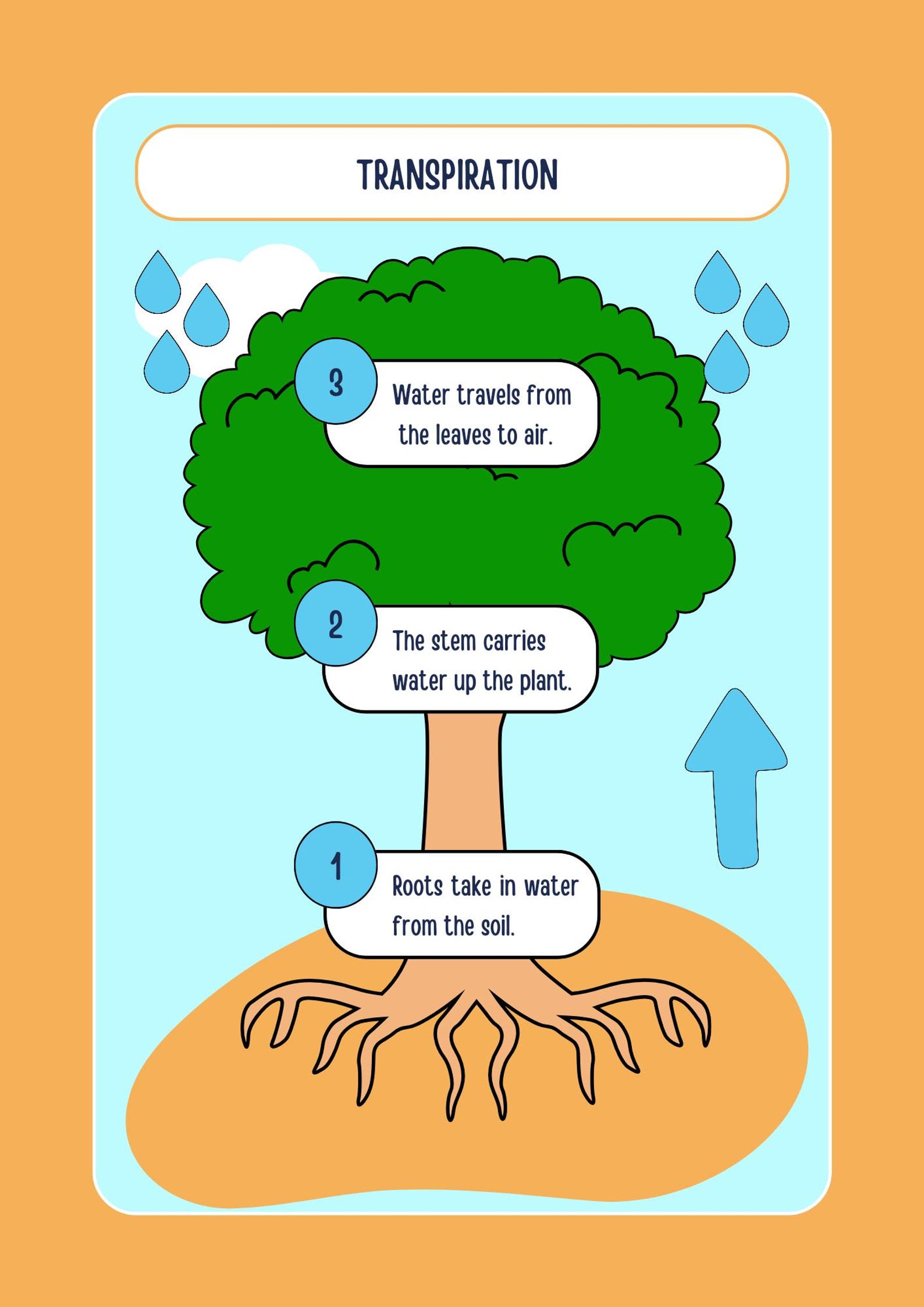 The Plant Process : Photosynthesis, Respiration and Transpiration ...