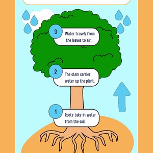 The Plant Process : Photosynthesis, Respiration and Transpiration ...
