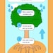 The Plant Process : Photosynthesis, Respiration and Transpiration ...