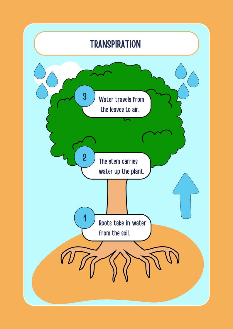 The Plant Process : Photosynthesis, Respiration and Transpiration ...