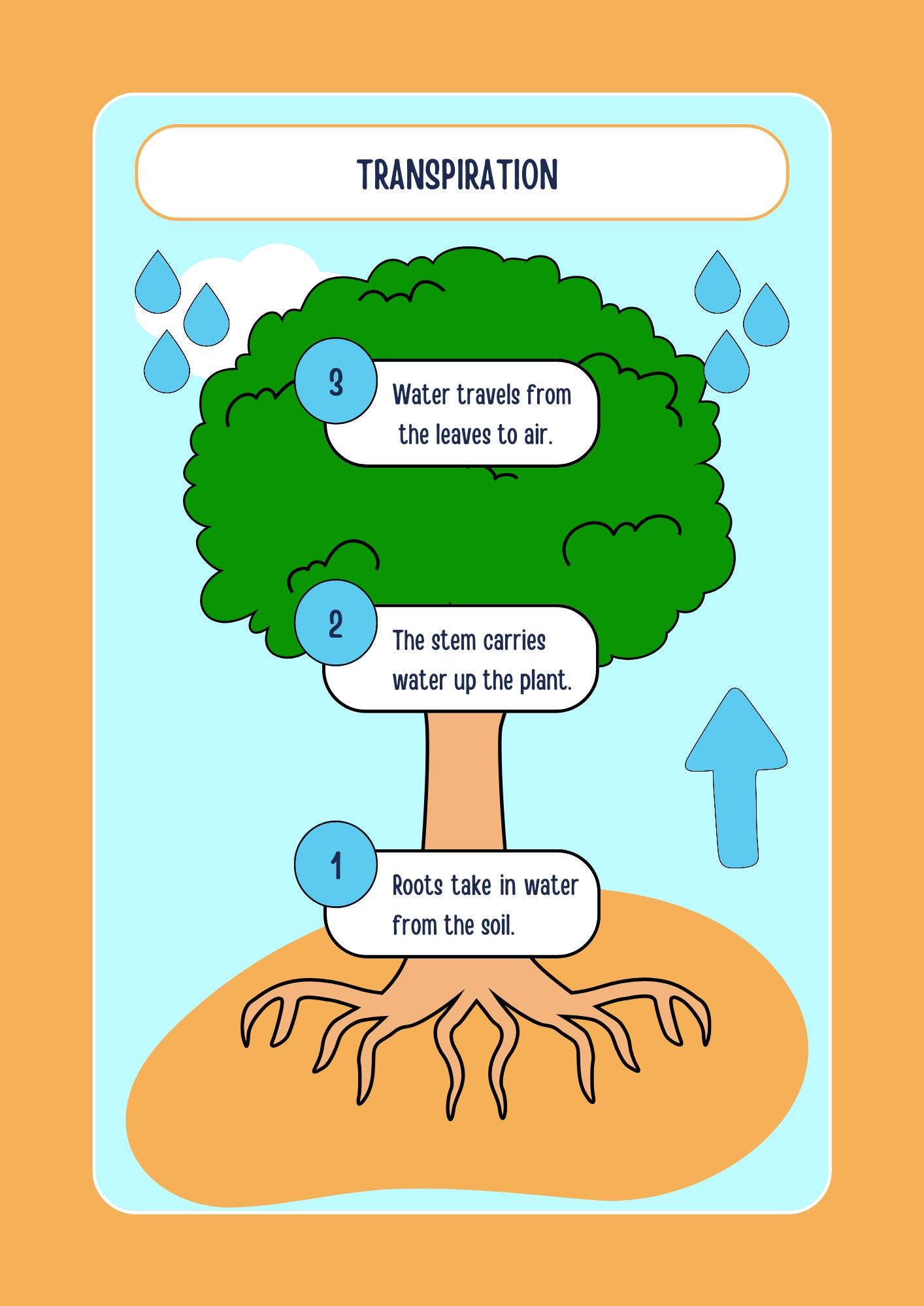 The Plant Process : Photosynthesis, Respiration and Transpiration ...