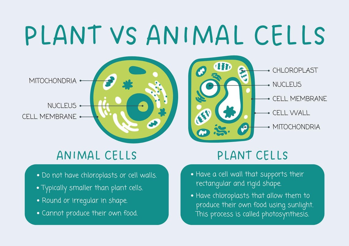 The Plant Cell and Animal Cell | Powerpoint Presentation | School ...