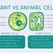 The Plant Cell and Animal Cell | Powerpoint Presentation | School ...