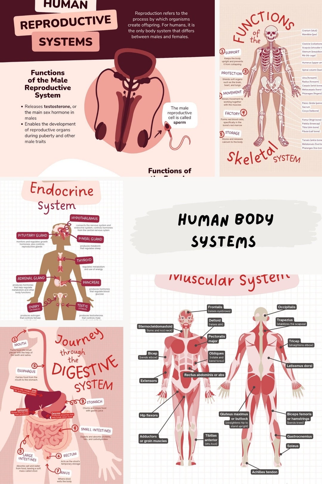 Human Body Systems Powerpoint Presentation: School Project (PDF Files ...