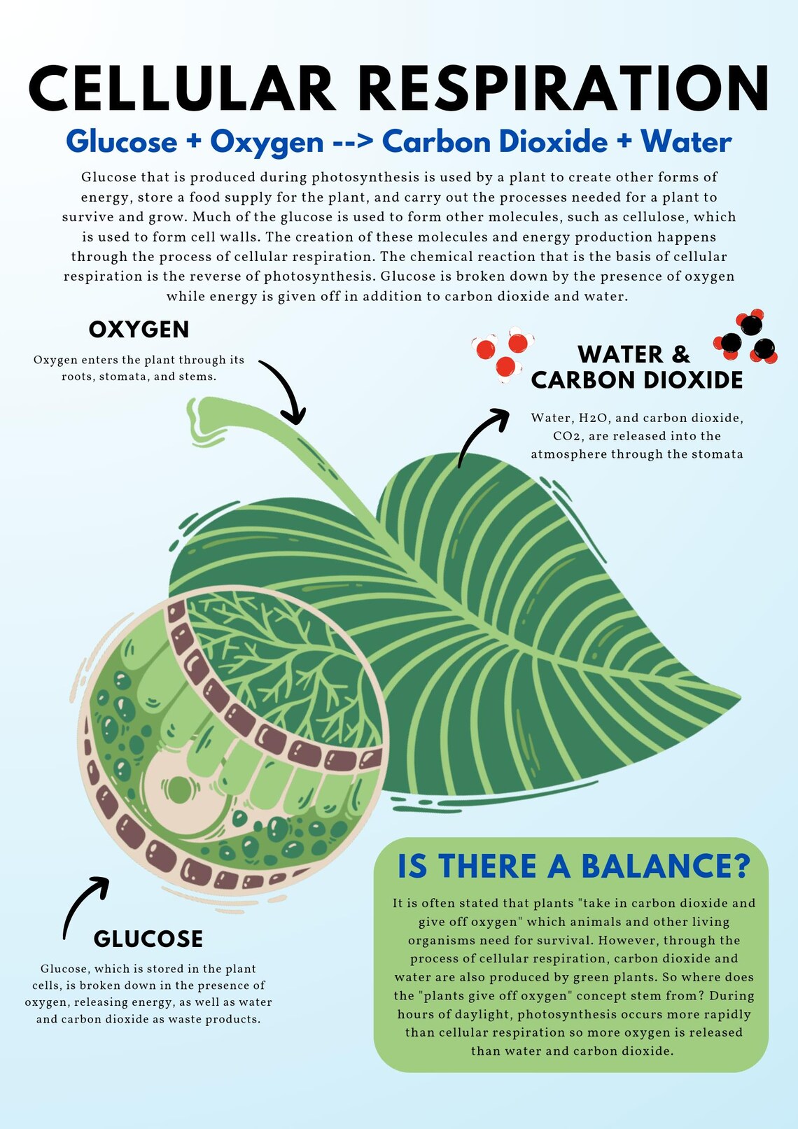 The Plant Process : Photosynthesis, Respiration and Transpiration ...