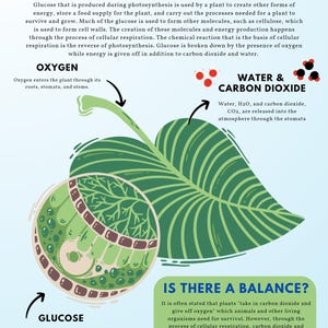 The Plant Process : Photosynthesis, Respiration and Transpiration ...