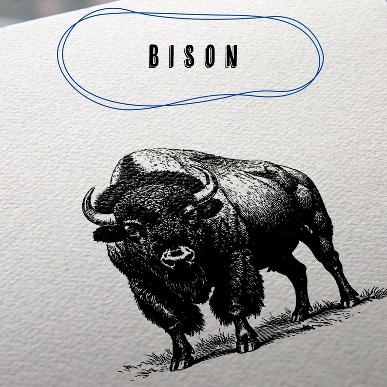 Bison SVG Bundle: Buffalo Sketch Clipart, Vintage Illustrations ...