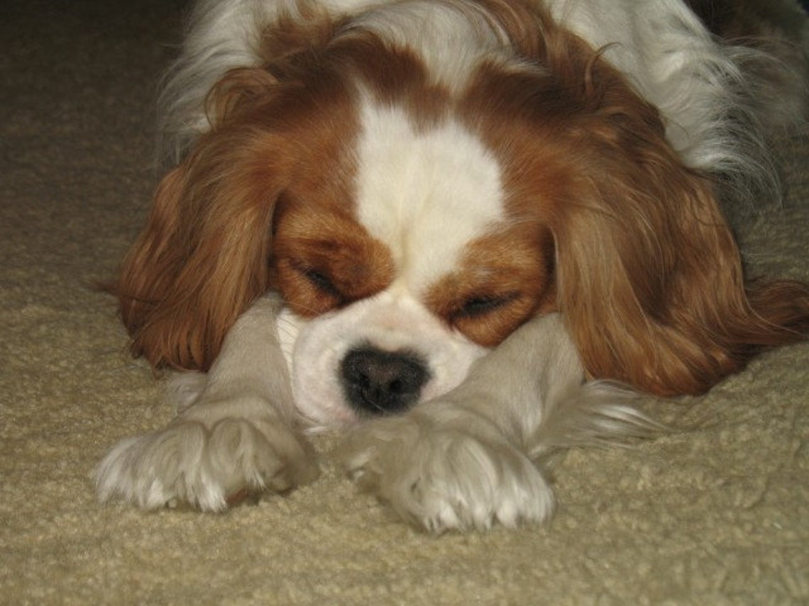 2-10 Pcs GARNET Teardrop Drop Briolettes Beads Mozambique - Etsy