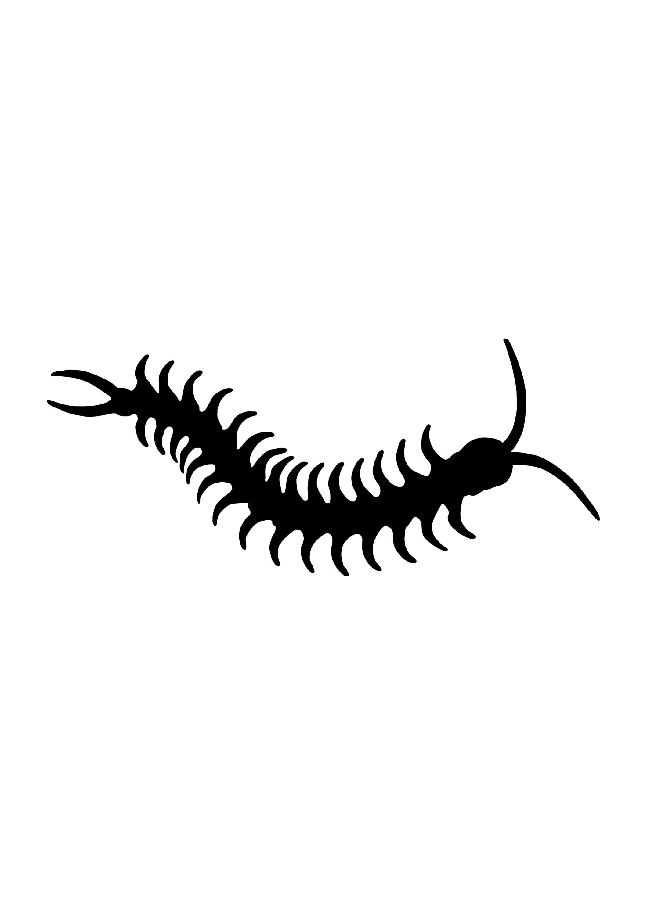 Centipede Vector Graphic, Insect Cut File (svg, Png, Jpg, Pdf) - Etsy
