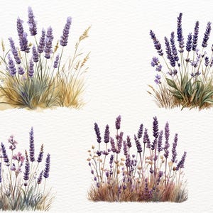 Lavender Watercolor Clipart Bundle: Rustic Herb PNG JPG (commercial Use ...