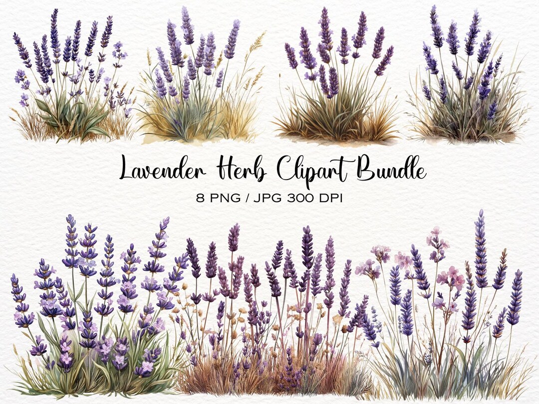 Lavender Watercolor Clipart Bundle: Rustic Herb PNG JPG (commercial Use ...