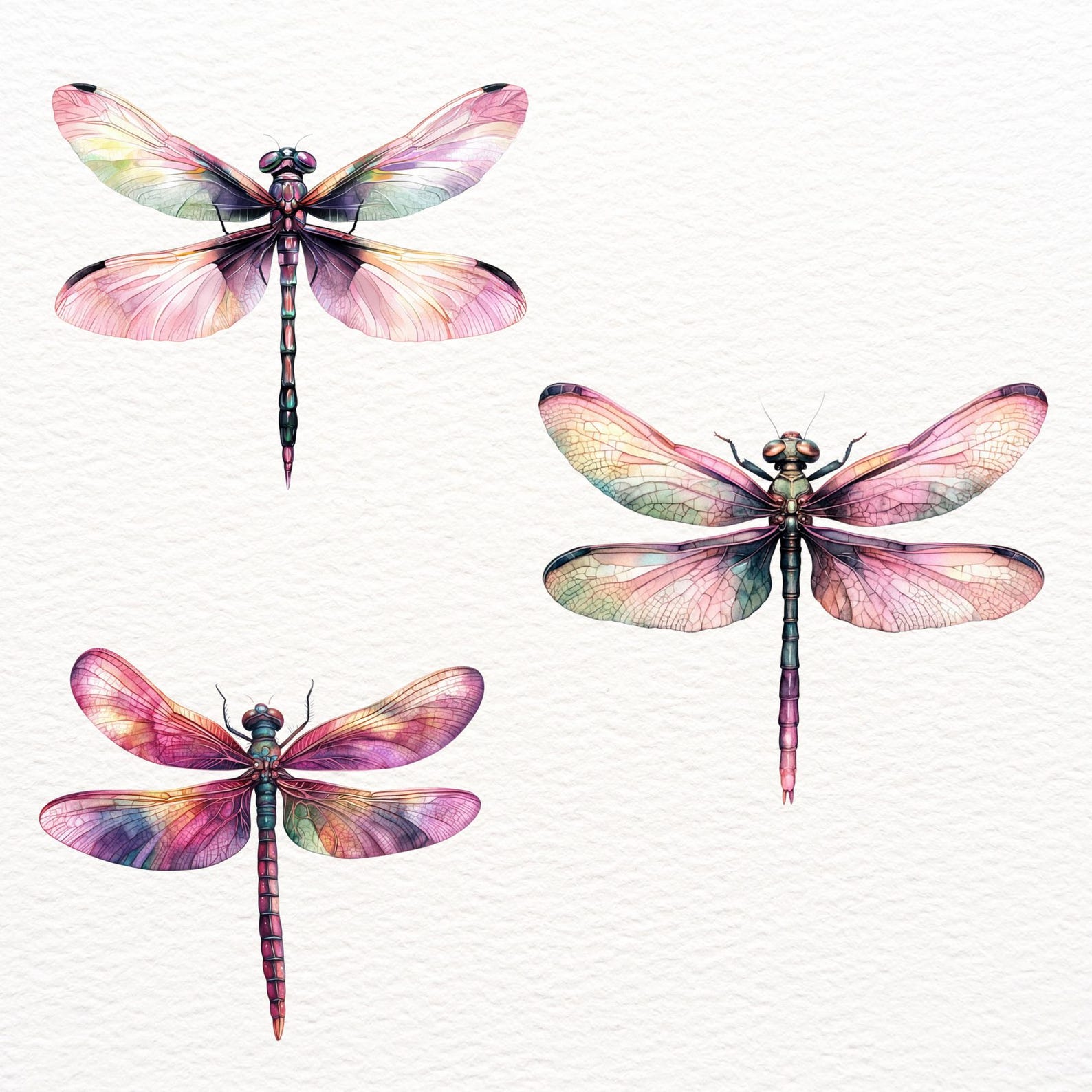 14 Black Pink Dragonfly Clipart PNG Bundle, Digital Watercolour ...