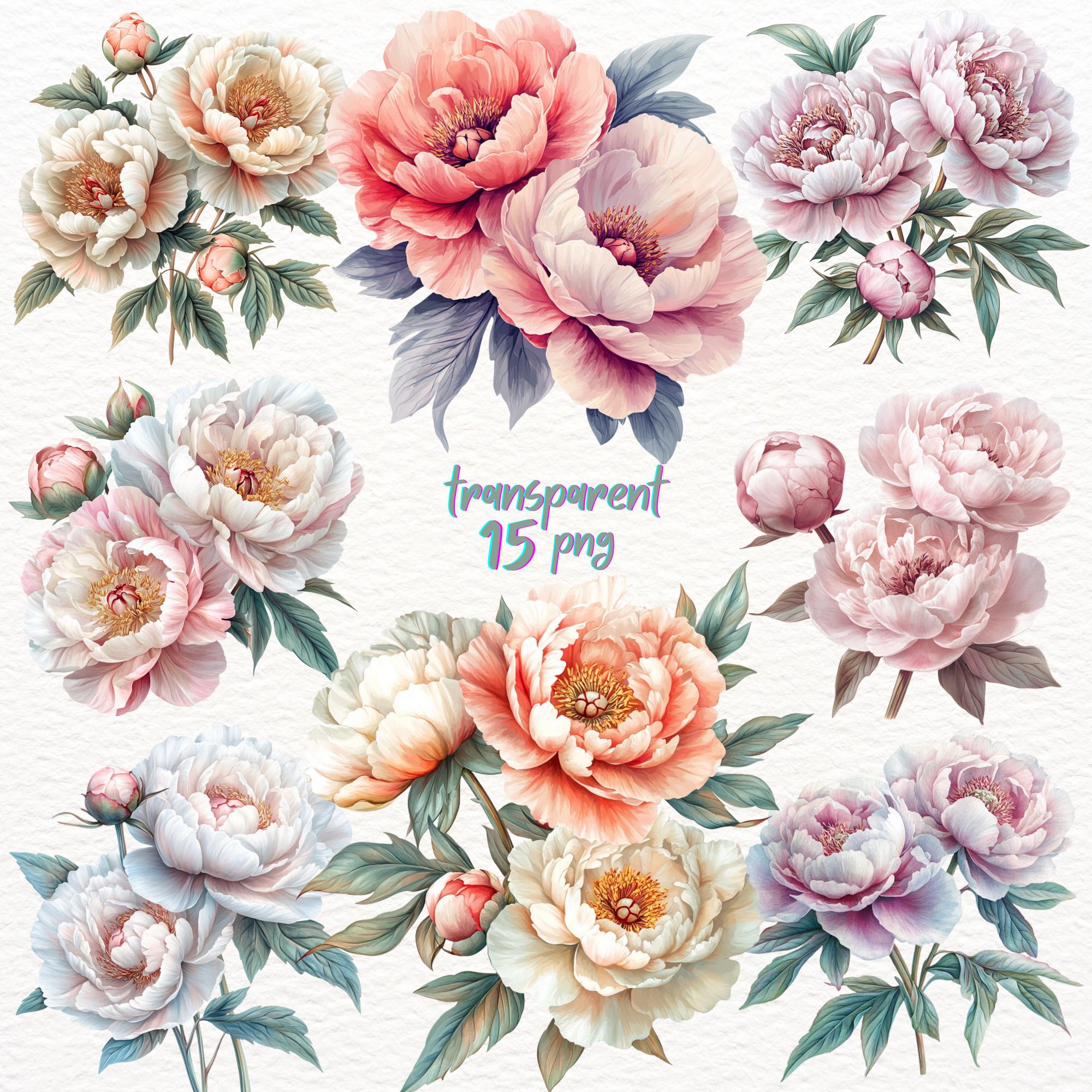 15 Peonies Flowers Clipart PNG Bundle, Digital Watercolour, Floral ...
