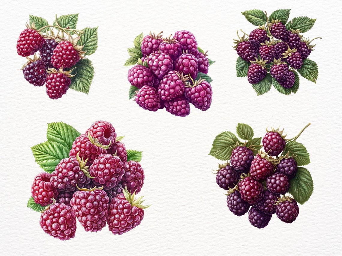 12 Raspberries Clipart Bundle, Printable Watercolour, JPG Set Junk ...