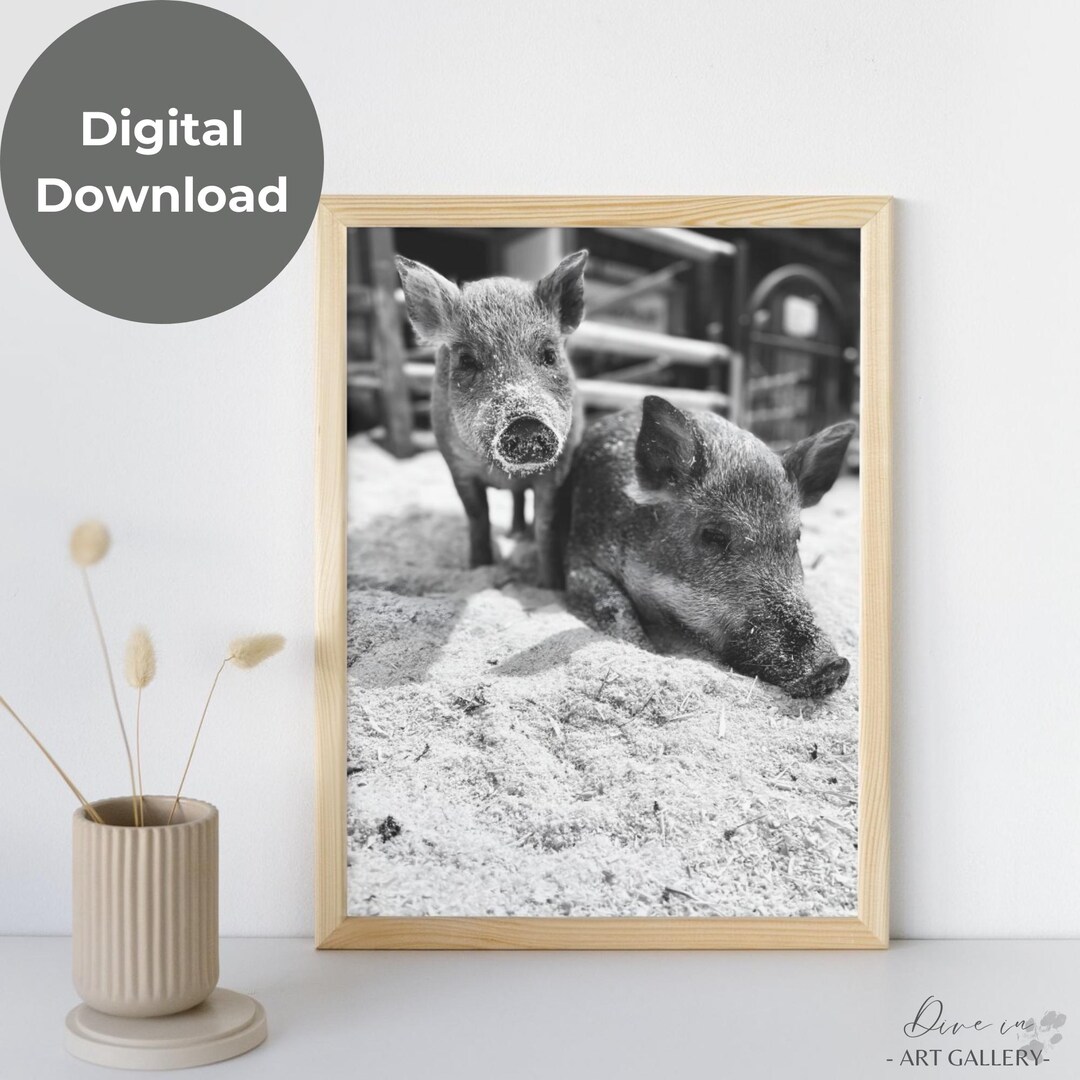 Soo-sweet Friendship - Two Little Pigs - Black and White Photography ...