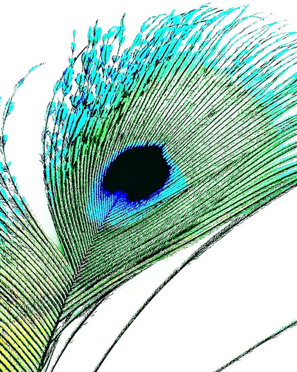 Peacock Feather Print Peacock Feather Art DIY Printable Wall | Etsy