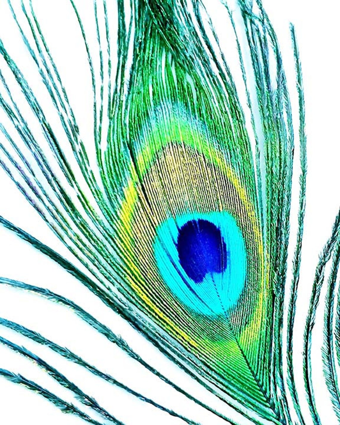 Peacock Printable Wall Art Set of THREE 8 X 10 - Etsy