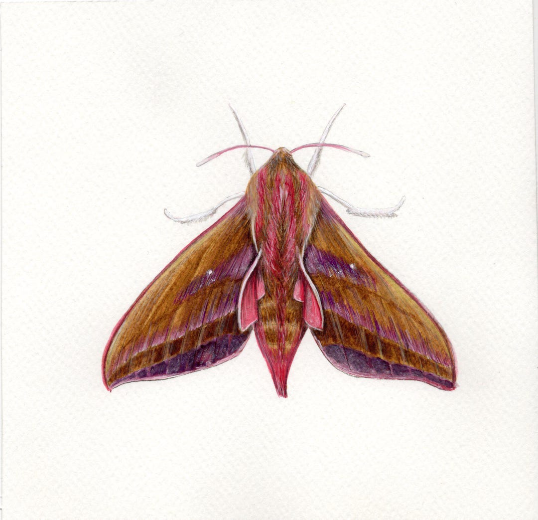 Elephant Hawk Moth Square Print - Etsy Australia
