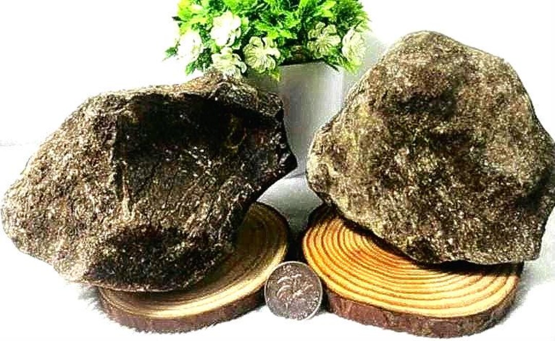 Chunky Fossil Dinosaur Bones - Etsy