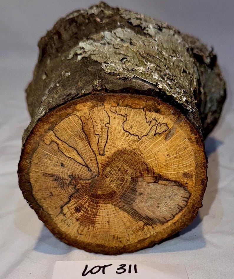 Beautiful Spalted Red Oak Craft Log With Branch Junction Crotch ...