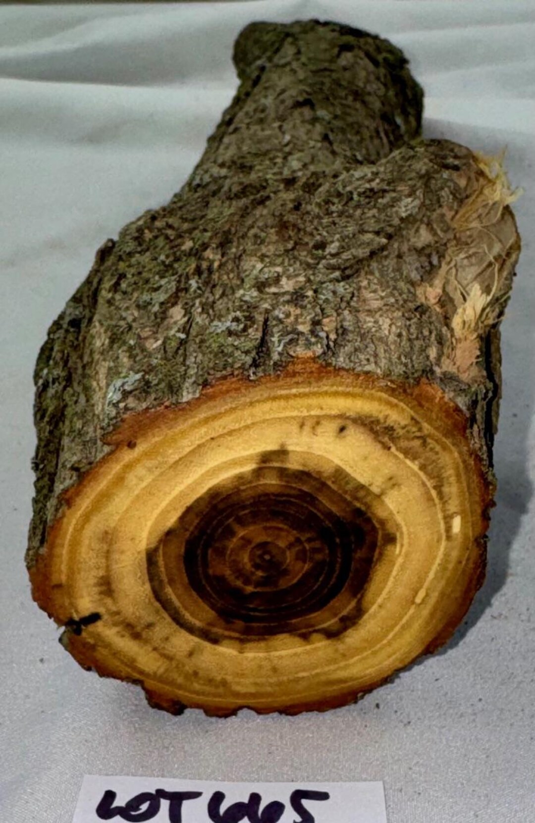 Black Locust Project Log With Multiple Branch Junctions, 15 X 2.75 ...