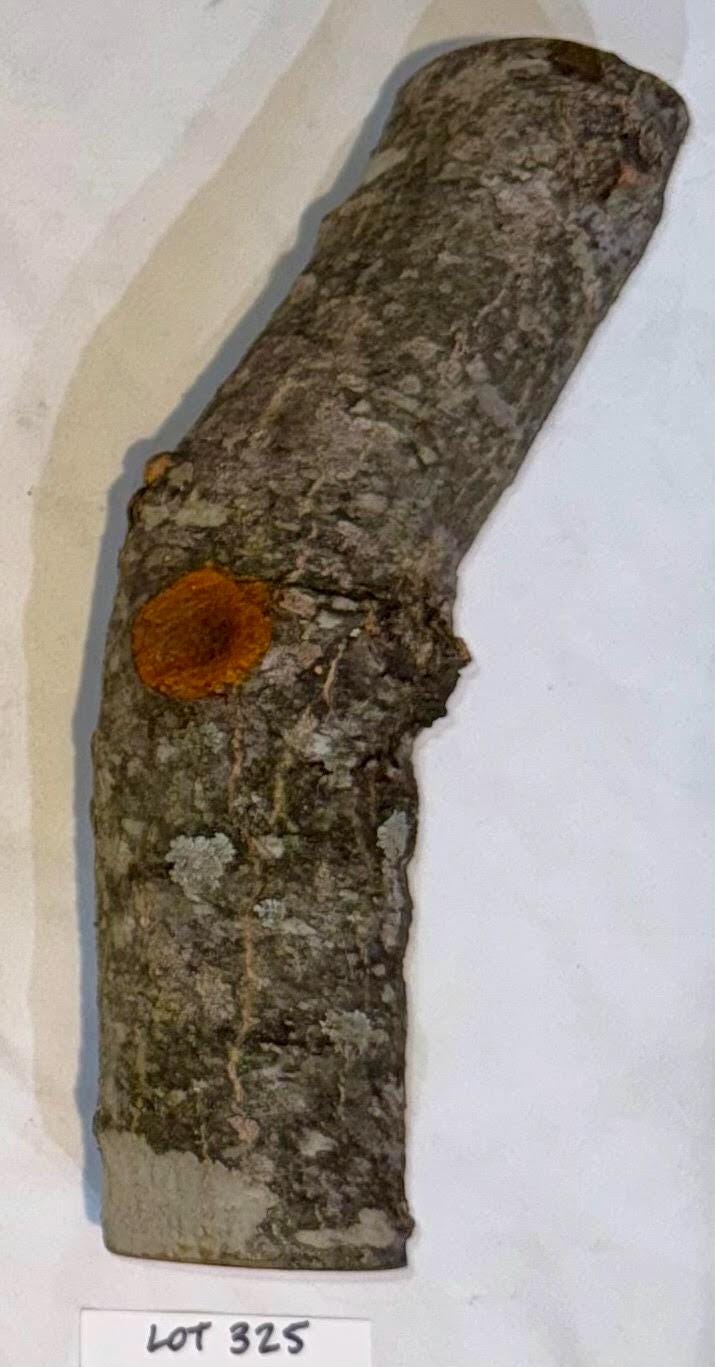 Honey Locust Craft Log, Green Project Wood for Wood Working, Wood ...