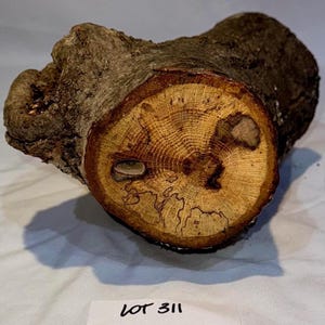 Beautiful Spalted Red Oak Craft Log With Branch Junction Crotch ...