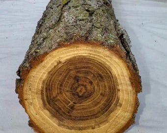 Black Locust Project Log With Multiple Branch Junction, 9.5 X 3.25 ...
