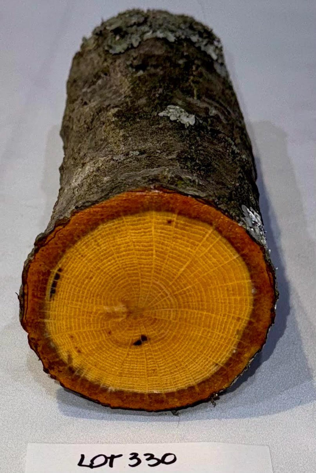 Honey Locust Craft Log, Green Project Wood for Wood Working, Wood ...
