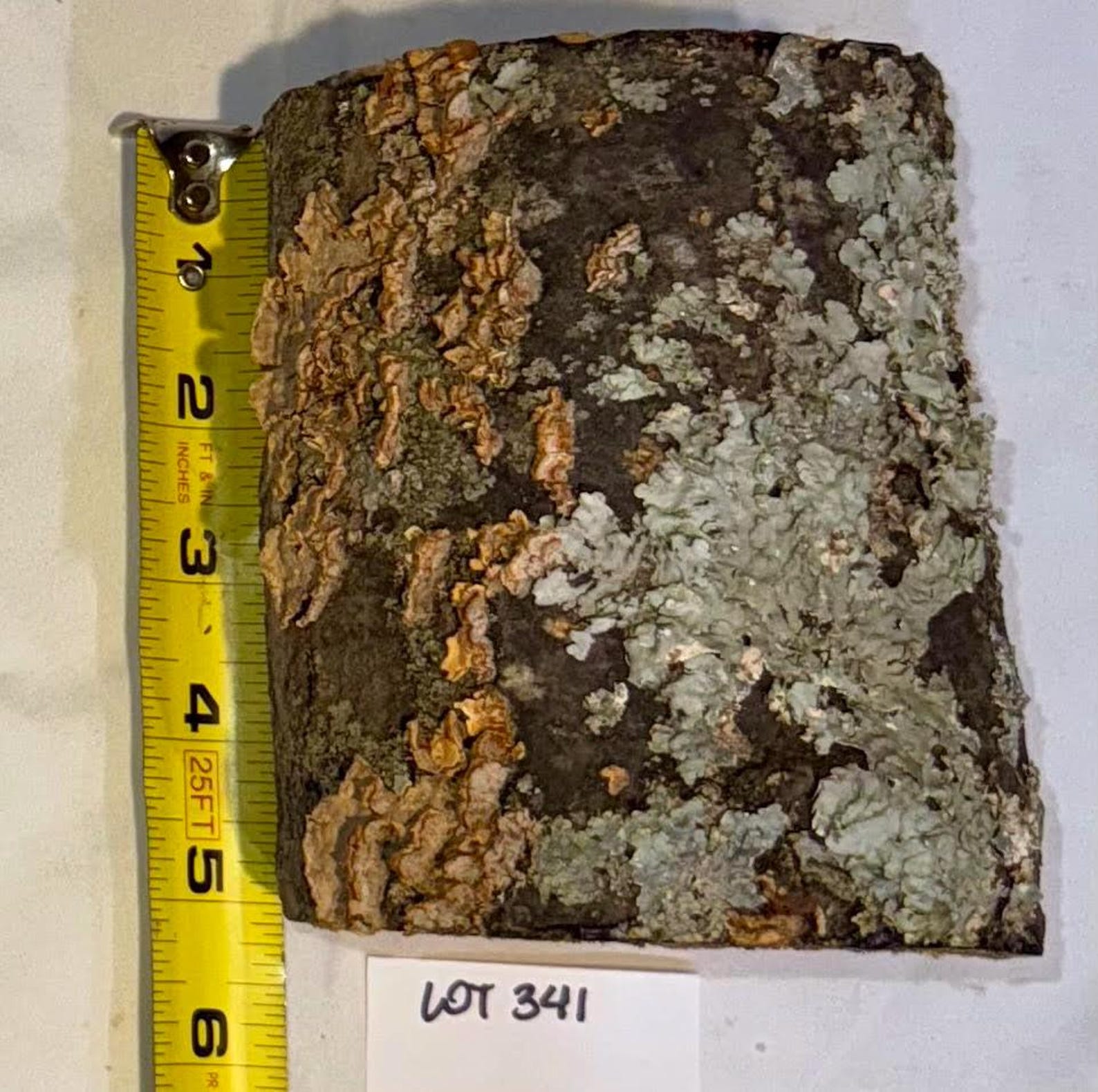 Beautiful Spalted Red Oak Craft Log, Project Wood for Wood Turning ...