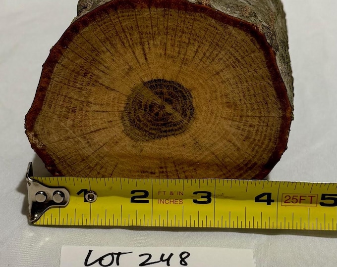 Spalted Red Oak Craft Log, Project Wood for Woodworking, Wood Carving ...