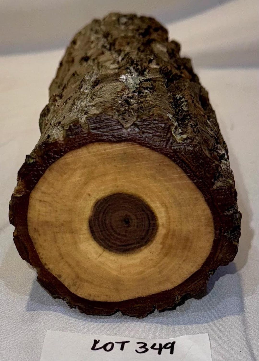 Black Walnut Craft Log, Green Project Wood for Woodworking, Wood ...