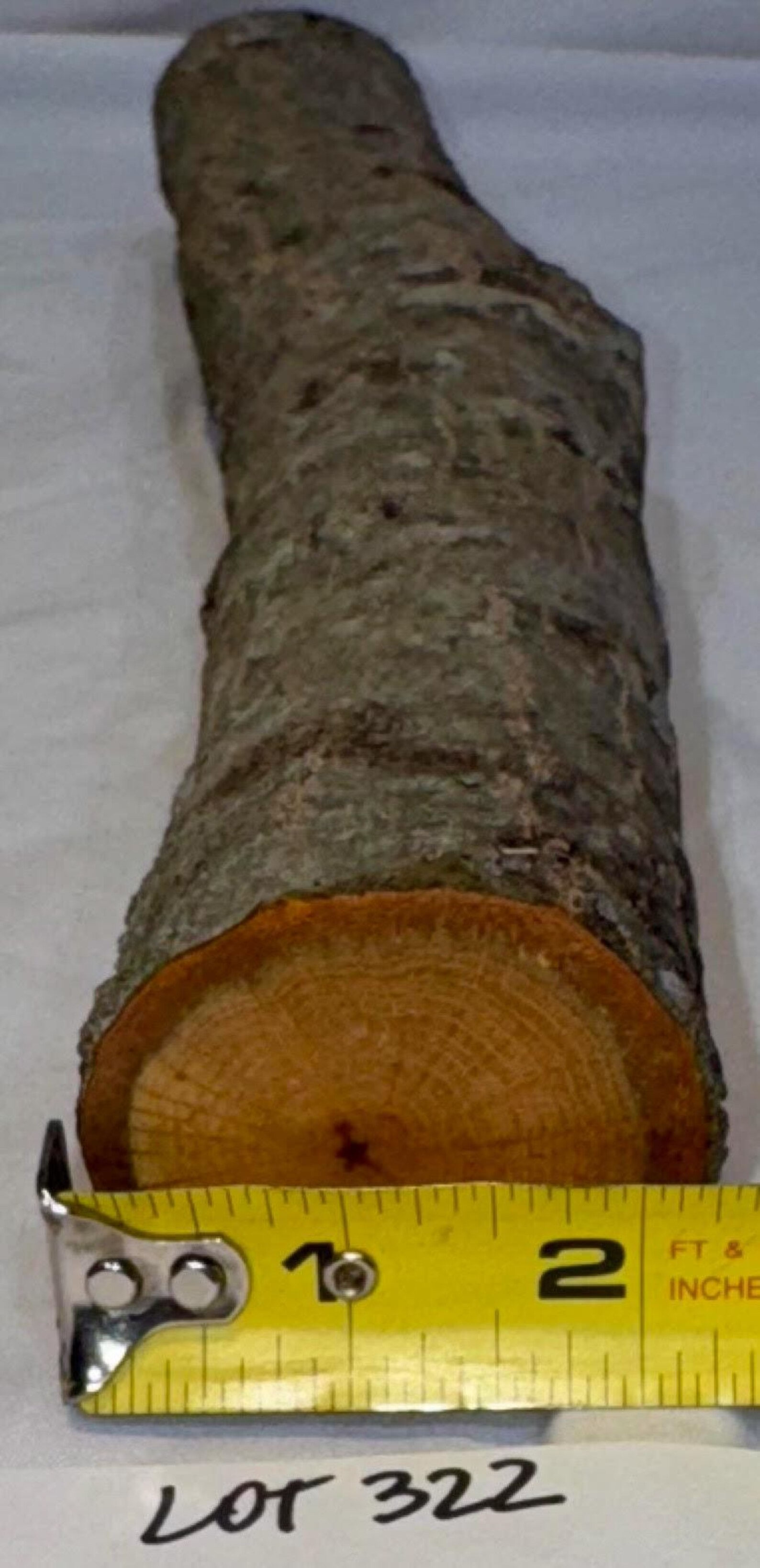 Honey Locust Craft Log, Green Project Wood for Wood Working, Wood ...